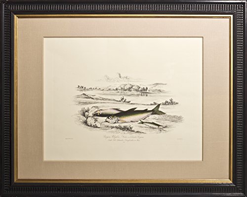 Coregonus Willughbeu - Vendace or Lochmaben