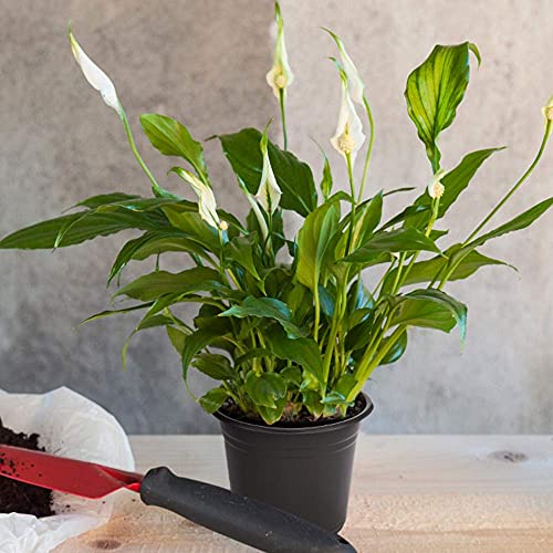 JERIA 50-Pack 0.5 Gallon Plastic Plant Nursery Pots, Seed Starting Pot Flower Plant Container