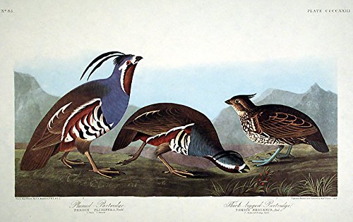 Plumed Partridge, Thick-legged Partridge. From"The Birds of America" (Amsterdam Edition)