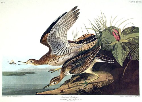Bartram Sandpiper. From"The Birds of America" (Amsterdam Edition)