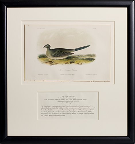 The Texan Guan