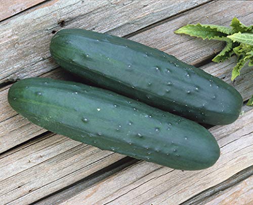 "Cobra" Cucumber Seeds for Planting, 25+ Seeds Per Packet, (Isla's Garden Seeds), Non GMO Seeds, Botanical Name: Cucumis sativus, Great Home Garden Gift