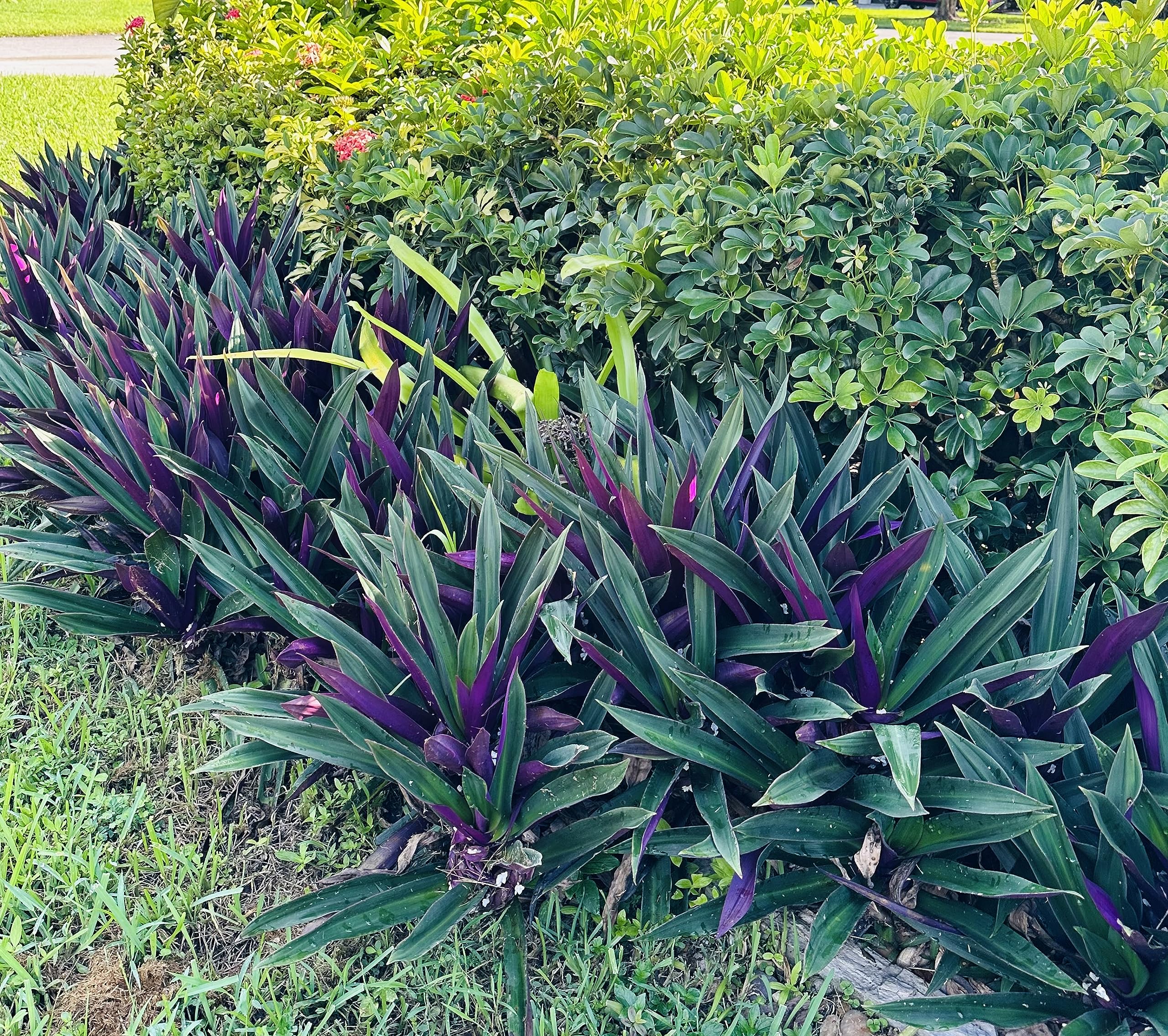 TWO Outdoor Live Plants- Oyster Plant Purple & Green - Grows to Medium Height Outdoor Plant- Young Small Plant