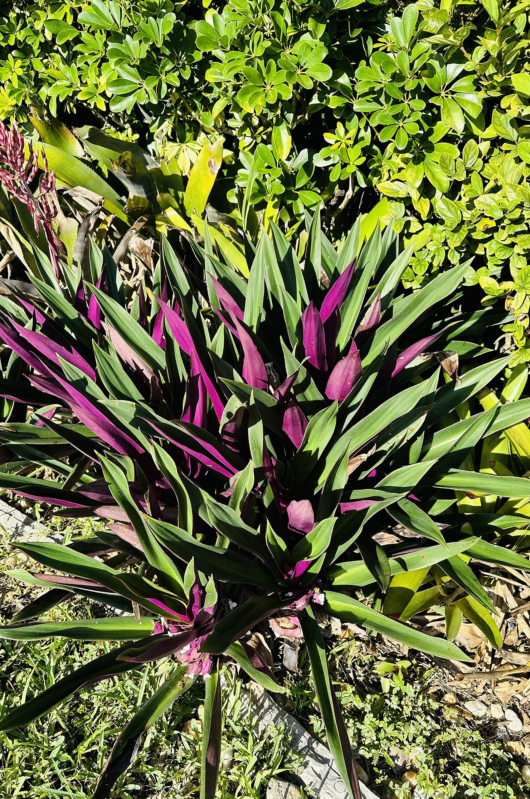 TWO Outdoor Live Plants- Oyster Plant Purple & Green - Grows to Medium Height Outdoor Plant- Young Small Plant