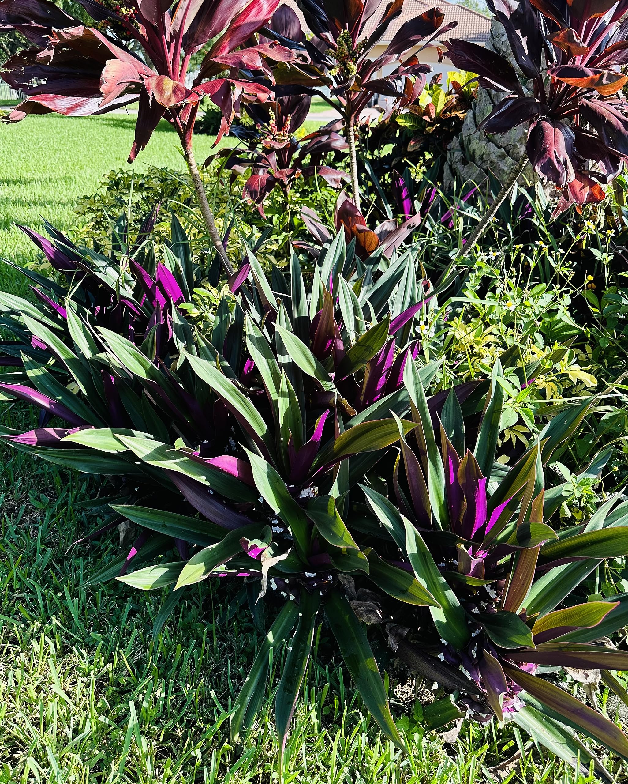 TWO Outdoor Live Plants- Oyster Plant Purple & Green - Grows to Medium Height Outdoor Plant- Young Small Plant