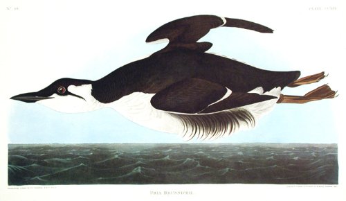 Uria Brunnichii [Large-billed Guillemot]. From"The Birds of America" (Amsterdam Edition)
