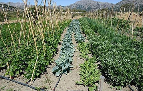 Rocky Mountain Goods Soaker Hose Flat (50β Pack of 2) - Heavy Duty Double Layer Design - Saves 70% Water - Consistent Drip Throughout Hose - Leakproof Guarantee - Garden/Vegetable Safe
