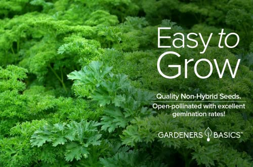 Curled Parsley Seeds for Planting Indoors and Outdoors Heirloom, Open-Pollinated, Non-GMO Curly Herb Variety- Great for Home Gardens and More by Gardeners Basics