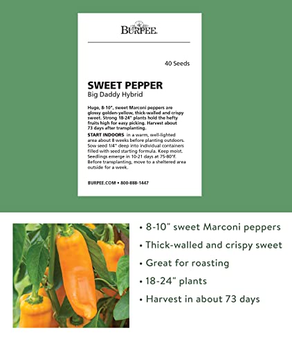 Burpee Big Daddy Sweet Pepper Seeds 40 seeds