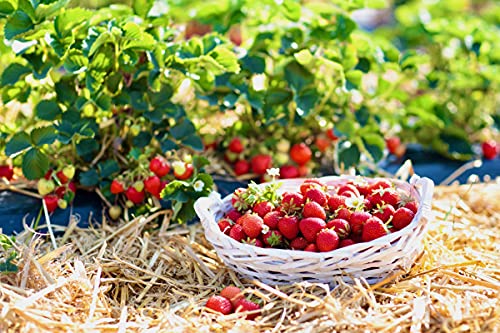 Organic Garden Straw (10lb) | Blue Mountain Hay | Straw Mulch for Raised Bed Gardens, Yard Landscaping, New Lawn Grass Seed Plantings, Tomato & Vegetable Compost & Fertilizer | Covers up to 150 sq ft