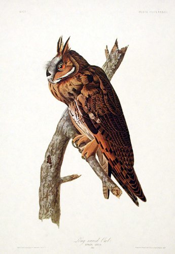 Long-eared Owl. From"The Birds of America" (Amsterdam Edition)