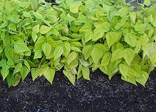 Blue Lake Bush Green Bean Seeds, 50+ Heirloom Seeds Per Packet, Non GMO Seeds, (Isla's Garden Seeds), Botanical Name: Phaseolus vulgaris
