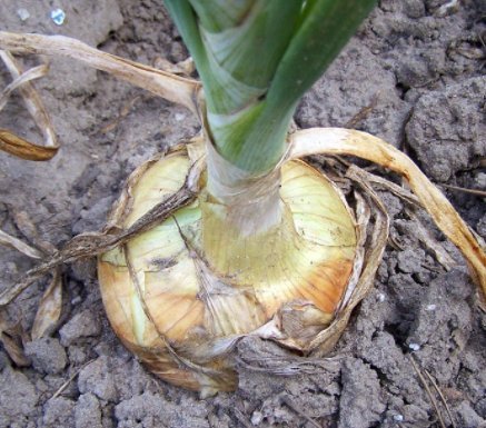 Yellow Sweet Spanish Onion Seeds for Planting, 750+ Heirloom Seeds Per Packet, (Isla's Garden Seeds), Non GMO Seeds, Botanical Name: Allium cepa, Great Home Garden Gift