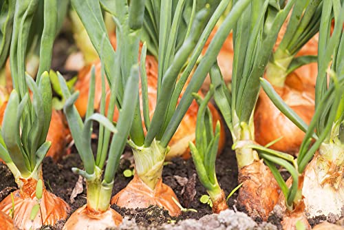 Yellow Sweet Spanish Onion Seeds for Planting, 750+ Heirloom Seeds Per Packet, (Isla's Garden Seeds), Non GMO Seeds, Botanical Name: Allium cepa, Great Home Garden Gift