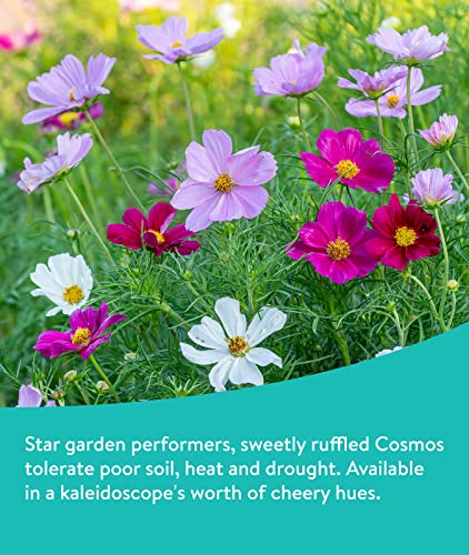 Burpee Cutting 50,000 Bulk, Multi, 1 Bag | 15 Varieties of Non-GMO Flower Perennial Wildflower Seeds Pollinator Mix | Covers 1,000 Sq. Ft, Multicolor