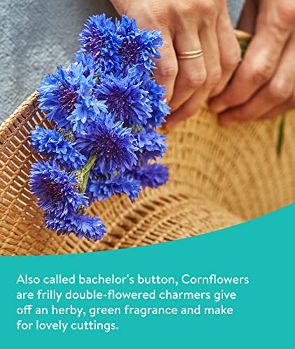 Burpee Cutting 50,000 Bulk, Multi, 1 Bag | 15 Varieties of Non-GMO Flower Perennial Wildflower Seeds Pollinator Mix | Covers 1,000 Sq. Ft, Multicolor