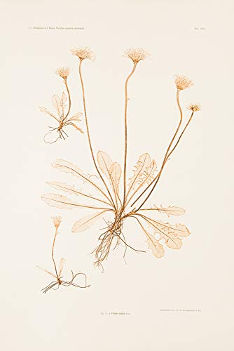 Crepis aurea