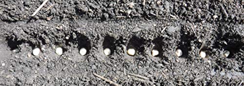 Gardinnovations Seed-in Soil Digger and Soil Spacer for Planting Seeds
