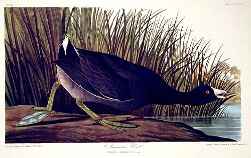 American Coot. From"The Birds of America" (Amsterdam Edition)