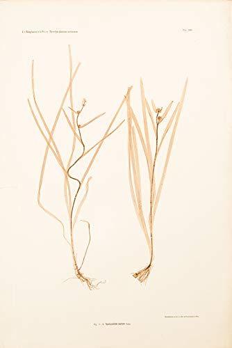 Sparganium natans