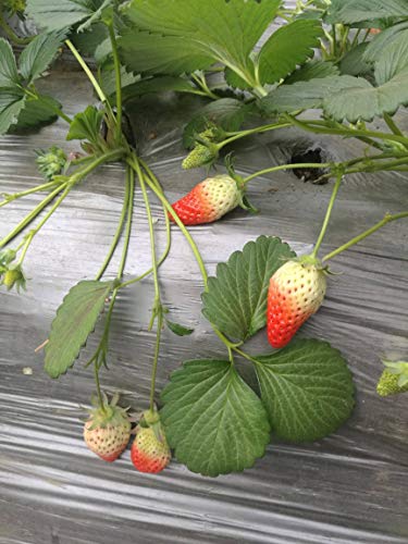Sweet Red Strawberry Seeds 300pcs for Home Garden Planting