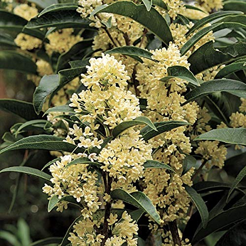 ( 1 ) - Fudingzhu Fragrant Tea Olive ( osmanthus ) - Starter Plant ( SM )( 1 Plant )