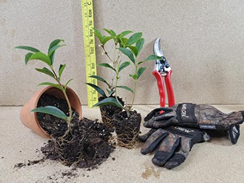 ( 1 ) - Fudingzhu Fragrant Tea Olive ( osmanthus ) - Starter Plant ( SM )( 1 Plant )