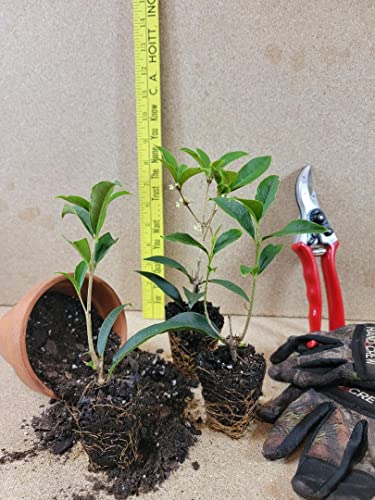 ( 1 ) - Fudingzhu Fragrant Tea Olive ( osmanthus ) - Starter Plant ( SM )( 1 Plant )