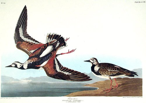 Turnstone. From"The Birds of America" (Amsterdam Edition)