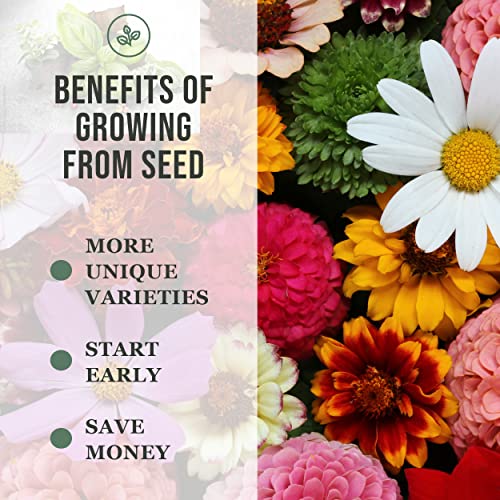 Sow Right Seeds - Chocolate Cherry Sunflower Seeds for Planting - Non-GMO Heirloom Packet with Instructions to Plant a Home Vegetable Garden