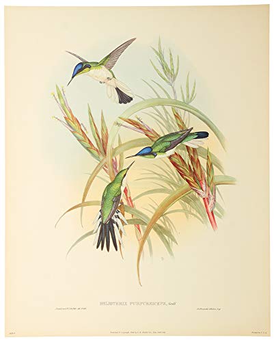 Six Full Color Prints Humming Birds. A Portfolio of Six Magnificent Color Prints.
