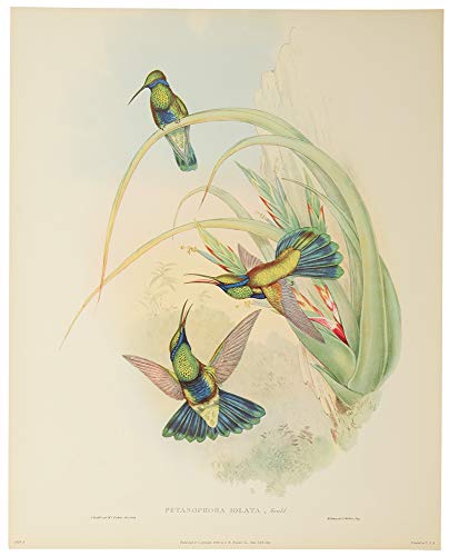 Six Full Color Prints Humming Birds. A Portfolio of Six Magnificent Color Prints.