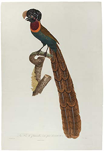 [Bird of Paradise] La Pie de paradis, vue par devent, No. 20. [Arfak Astrapia]