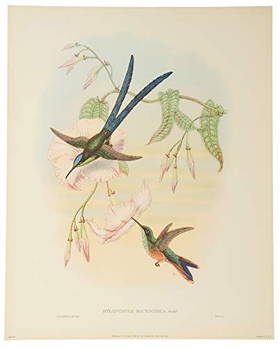 Six Full Color Prints Humming Birds. A Portfolio of Six Magnificent Color Prints.