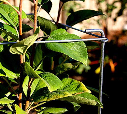 MTB Galvanized Square Folding Tomato Cage Plant Support Stake Tower 12 inch by 46 inch, Pack of 5 Sets(Also Sold as Pack of 2 & 10,PVC Green is Available)