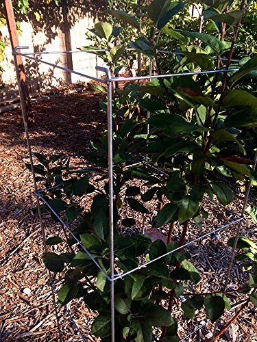 MTB Galvanized Square Folding Tomato Cage Plant Support Stake Tower 12 inch by 46 inch, Pack of 5 Sets(Also Sold as Pack of 2 & 10,PVC Green is Available)