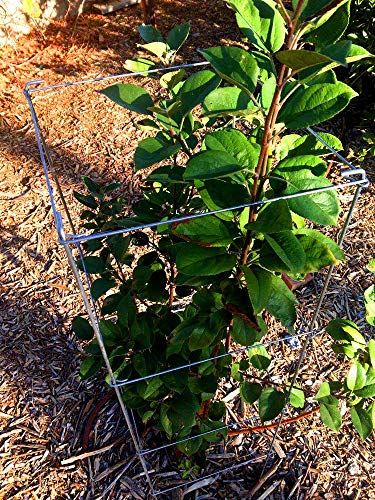 MTB Galvanized Square Folding Tomato Cage Plant Support Stake Tower 12 inch by 46 inch, Pack of 5 Sets(Also Sold as Pack of 2 & 10,PVC Green is Available)