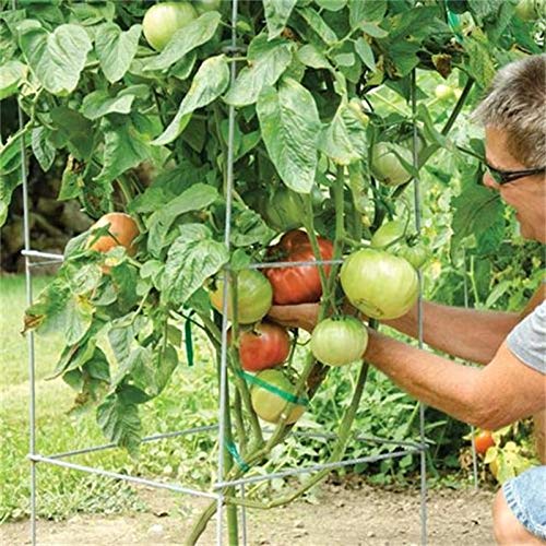 MTB Galvanized Square Folding Tomato Cage Plant Support Stake Tower 12 inch by 46 inch, Pack of 5 Sets(Also Sold as Pack of 2 & 10,PVC Green is Available)