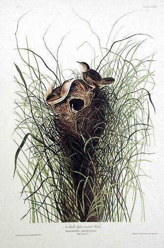 Nuttalls lesser-marsh Wren. From"The Birds of America" (Amsterdam Edition)