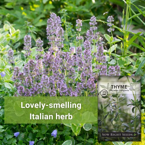 Sow Right Seeds - Thyme Seed for Planting - All Non-GMO Heirloom Thyme Seeds with Full Instructions for Easy Planting and Growing Your Kitchen Herb Garden, Indoor or Outdoor; Great Gift