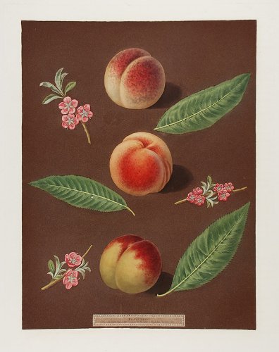 [Peach] Chancellor Peach; Catherine Peach; Old Newington Peach