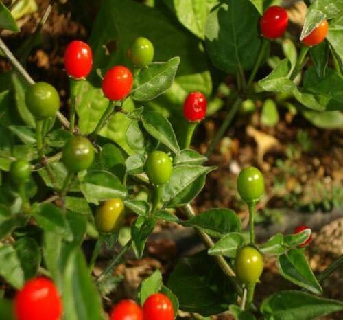 Red Supply Solution Chiltepin aka Tepin Pepper 25+ Seeds - Capsicum, Organic Fresh Seeds Non-GMO, Indoor/Outdoor Seed for Planting Home Garden