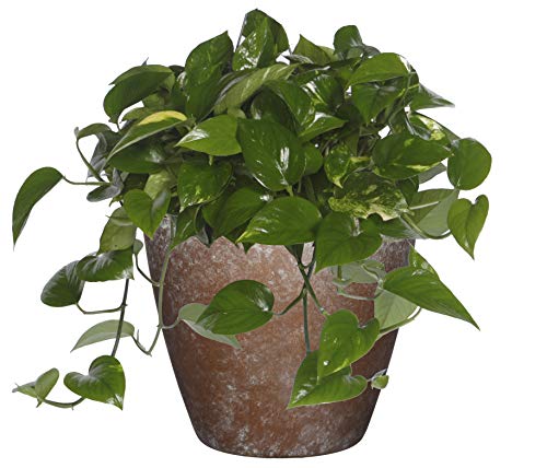 Classic Home and Garden 3/806WC/1 Premiere Collection Planter, Abigail 15", Weathered Copper