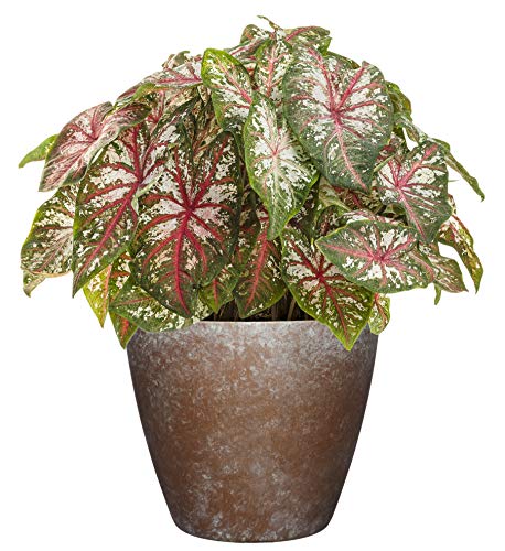 Classic Home and Garden 3/806WC/1 Premiere Collection Planter, Abigail 15", Weathered Copper