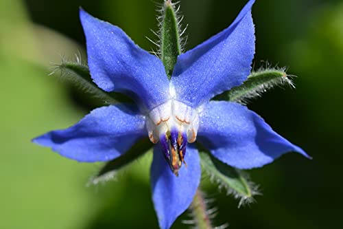 Sow Right Seeds - Borage Seed to Plant - Non-GMO Heirloom Seeds - Full Instructions for Easy Planting and Growing a Kitchen Herb Garden, Indoors or Outdoor; Great Gardening Gift (1)