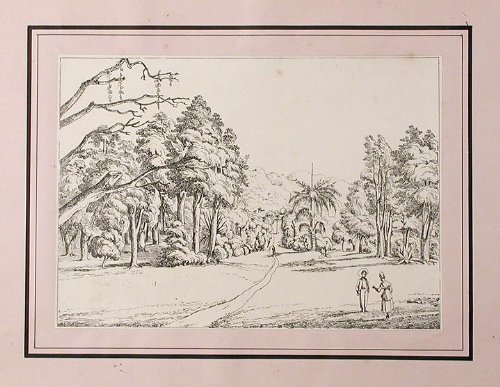 A series of three views of the Botanic Garden on the island of St. Vincent, West Indies