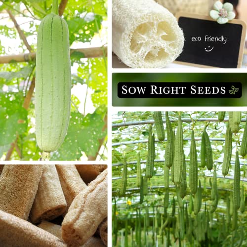 Sow Right Seeds - Luffa Gourd Seed for Planting - Non-GMO Heirloom Packet with Instructions to Plant a Home Vegetable Garden - Great Gardening Gift (1)