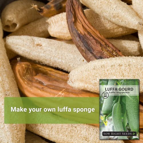 Sow Right Seeds - Luffa Gourd Seed for Planting - Non-GMO Heirloom Packet with Instructions to Plant a Home Vegetable Garden - Great Gardening Gift (1)
