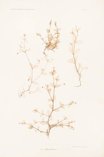 Mohringia trinervia