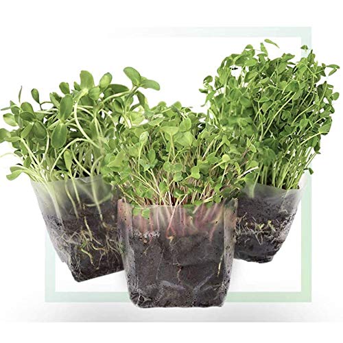 Window Garden Microgreens Grow Kit - Assorted Microgreen Seeds, Indoor Starter Growing Kit -Window Garden 20 Cavity Seed Propagation Kits (2) β Complete with Fiber Soil